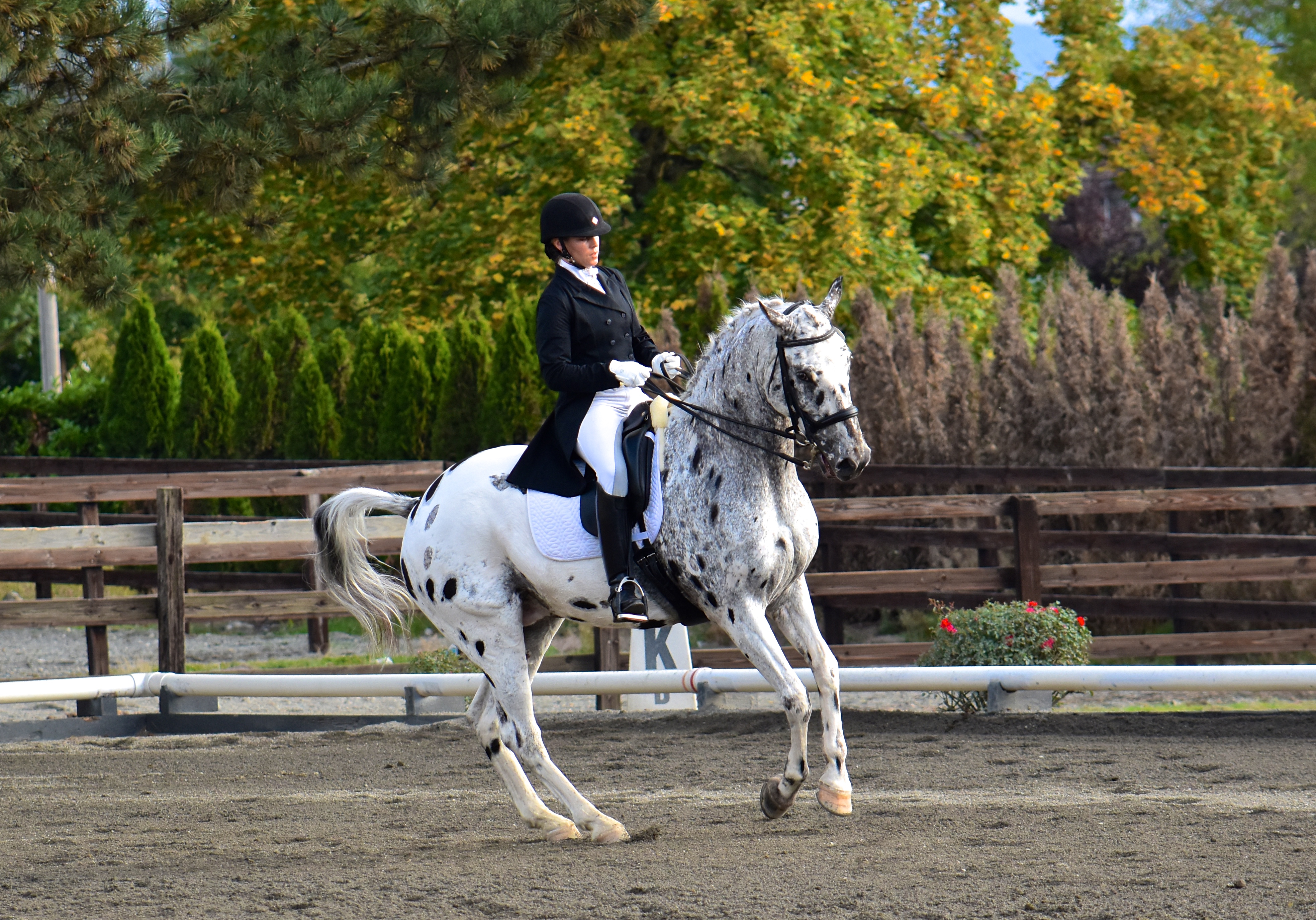 DSC_0223 – Unison Dressage Training